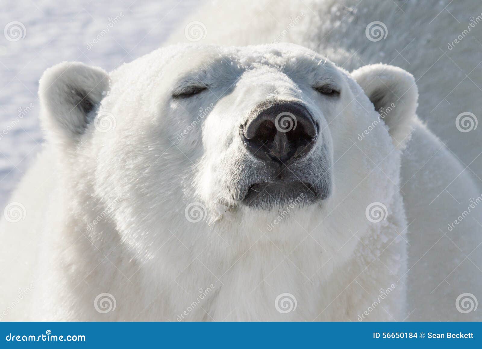 Ijsbeer het ruiken stock foto. Image of wild, polair - 56650184
