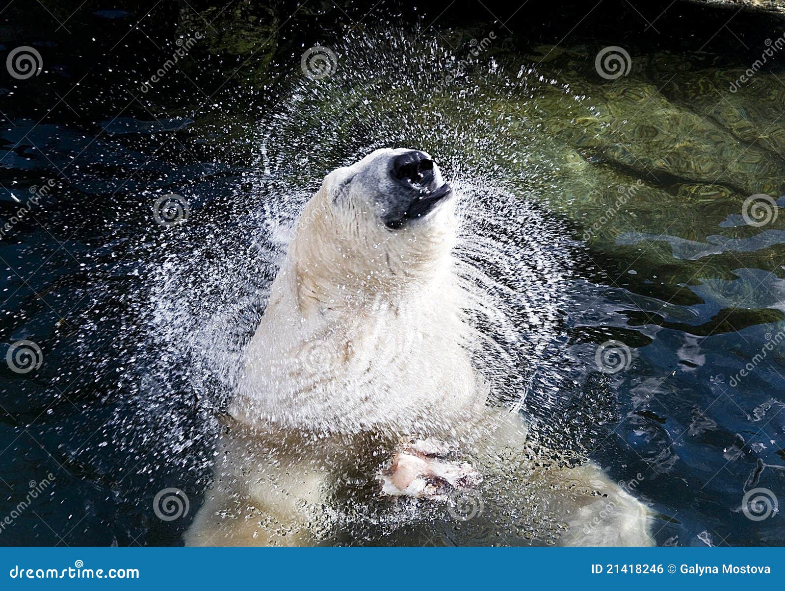 Ijsbeer in het water stock foto. Image of dier, dierentuin - 21418246