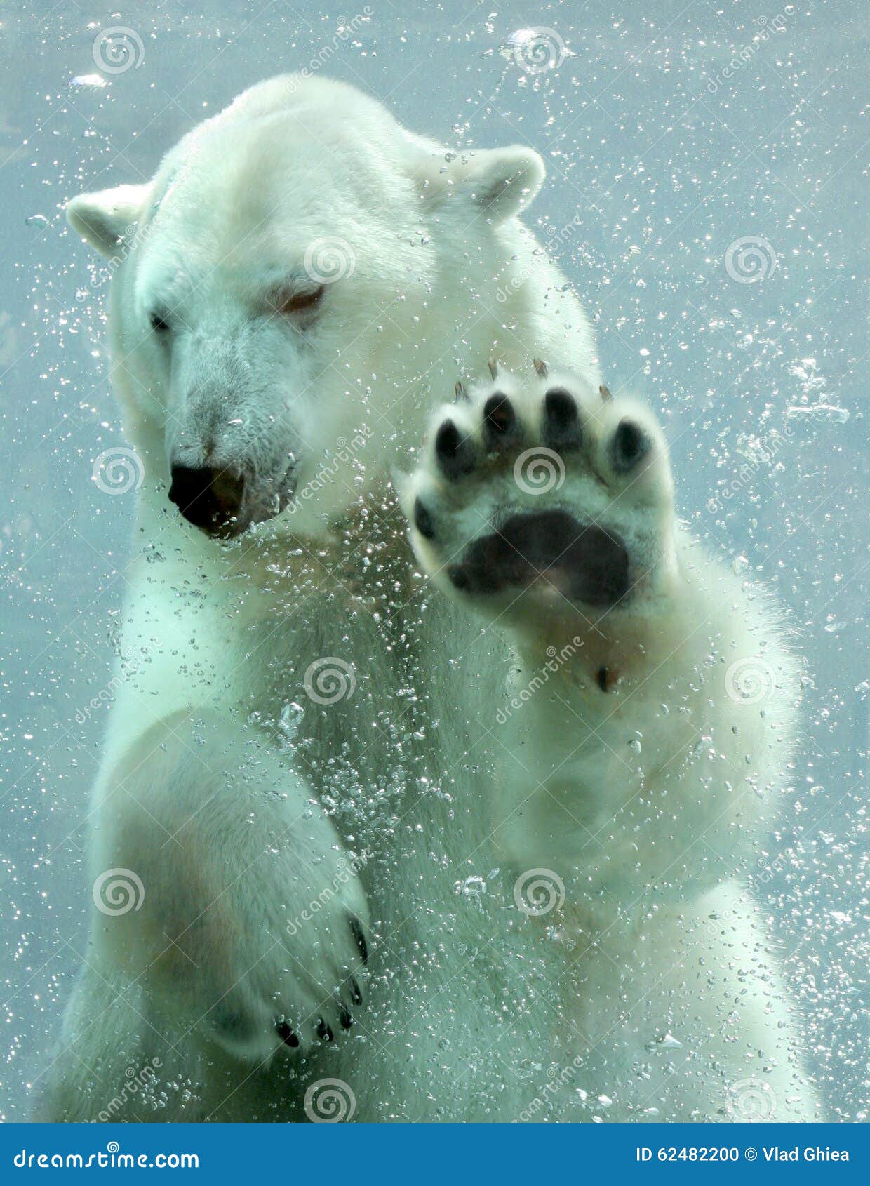 Ijsbeer onderwater stock foto. Image of hilarisch, groot - 62482200