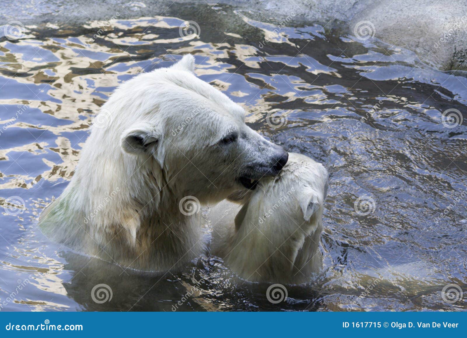Ijsberen stock afbeelding. Image of draag, zoogdier, welp - 1617715