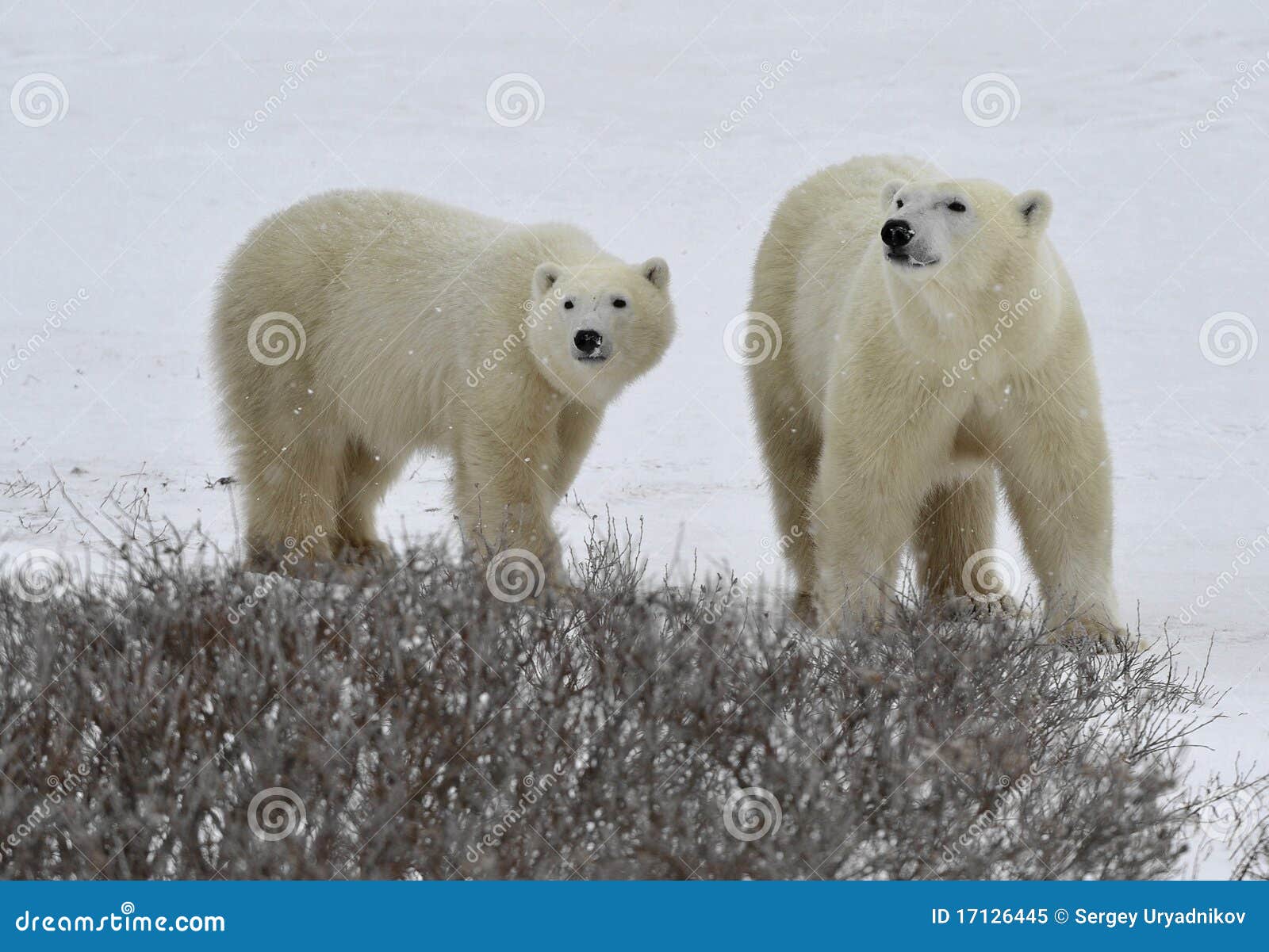 Ijsberen. stock afbeelding. Image of agressief, leefgebied - 17126445