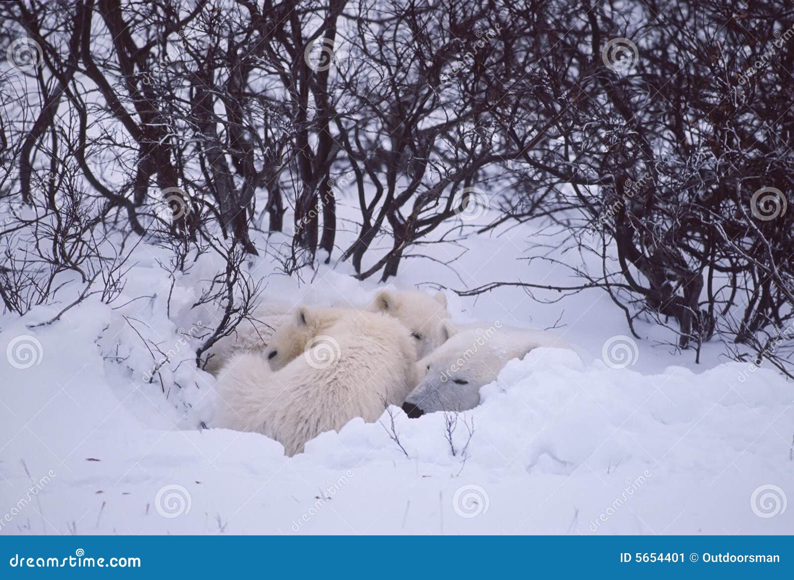 Ijsberen stock afbeelding. Image of draagt, buiten, welp - 5654401