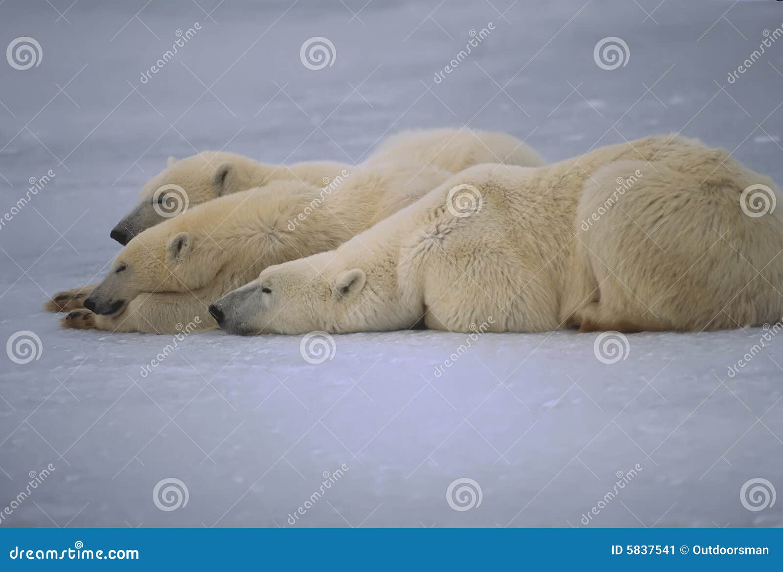 Ijsberen stock afbeelding. Image of polair, roofdier, welpen - 5837541