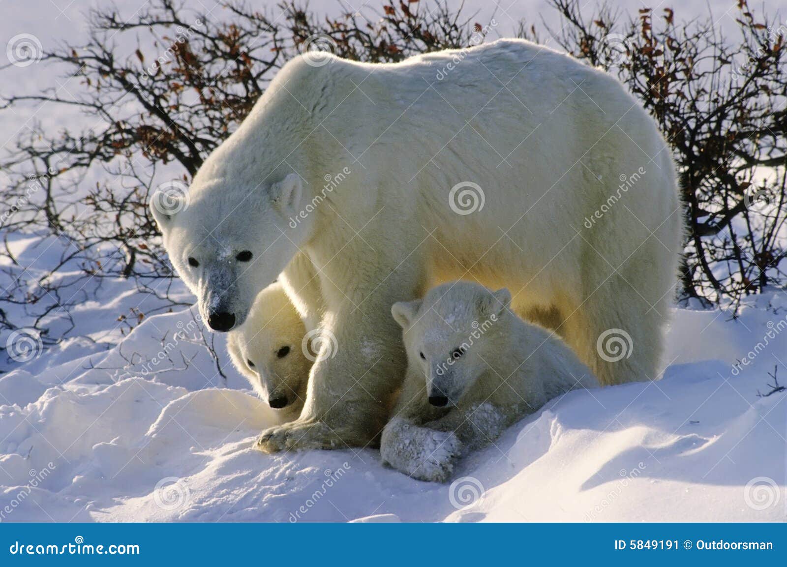 Ijsberen stock afbeelding. Image of nave, sneeuw, welp - 5849191
