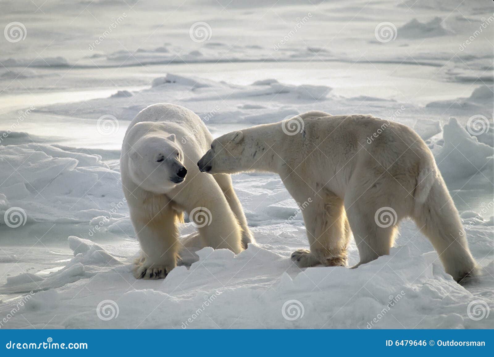 Ijsberen stock foto. Image of noordpool, carnivoor, sneeuw - 6479646