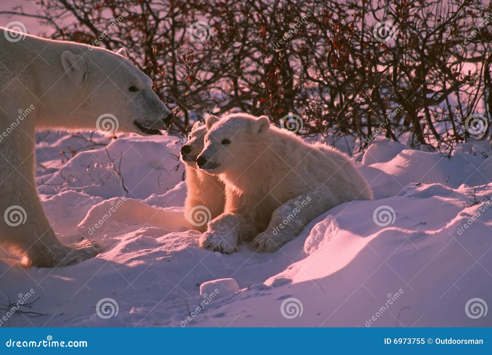 Ijsberen stock afbeelding. Image of draag, noordpool, buiten - 6973755