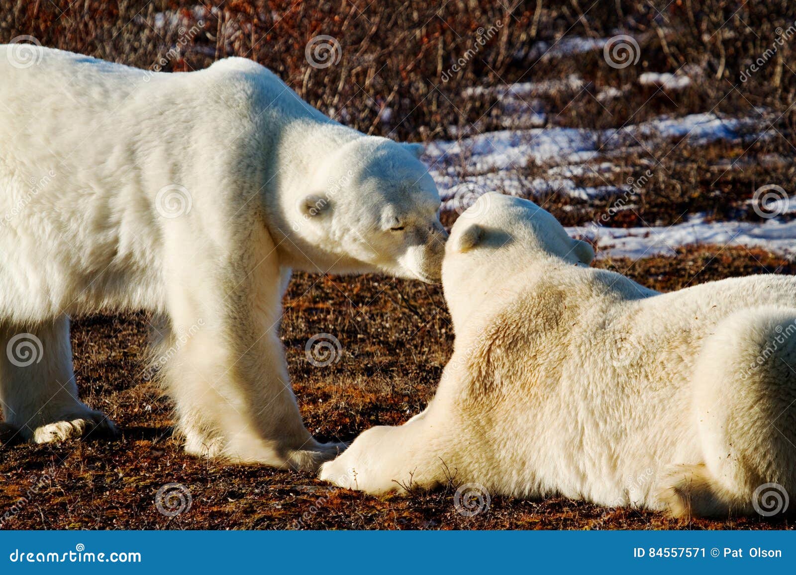 Ijsberen Die Elkaar Begroeten Stock Afbeelding - Image of bont, sneeuw ...