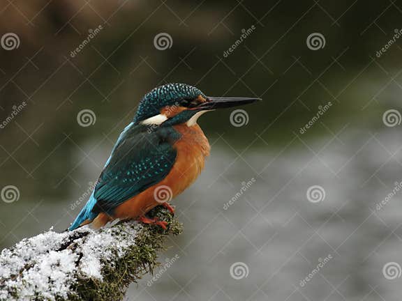 Ijsvogel stock afbeelding. Image of zitting, sneeuw, veer - 6802151