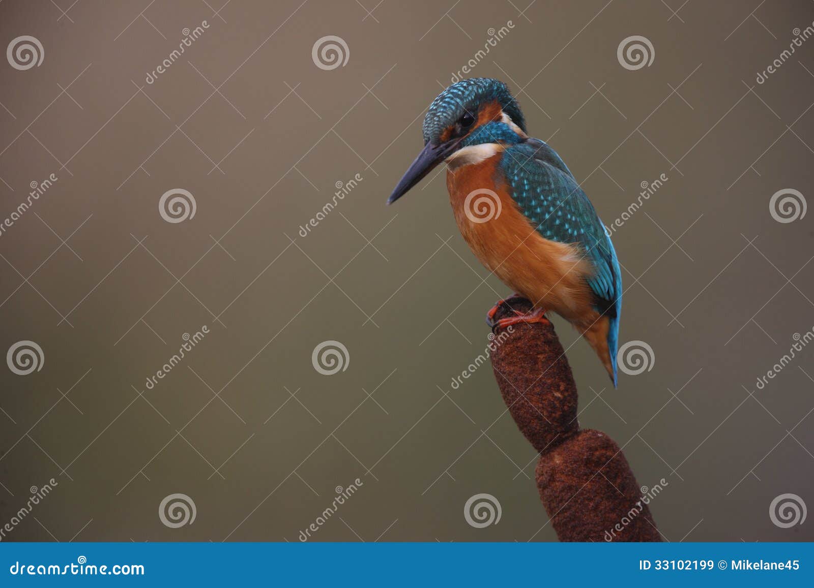 Ijsvogel, Alcedo-atthis stock afbeelding. Image of vliegen - 33102199