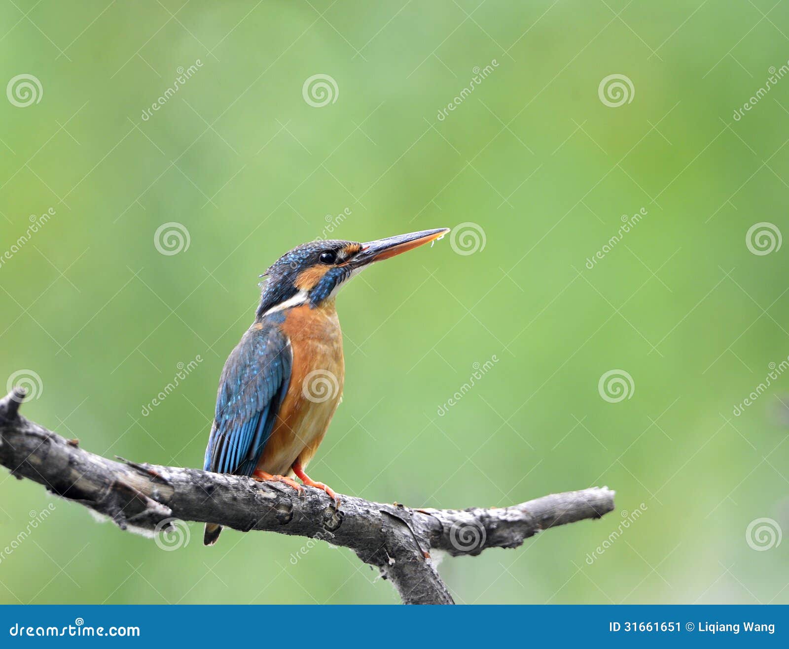 Ijsvogels stock afbeelding. Image of voedsel, uitziend - 31661651