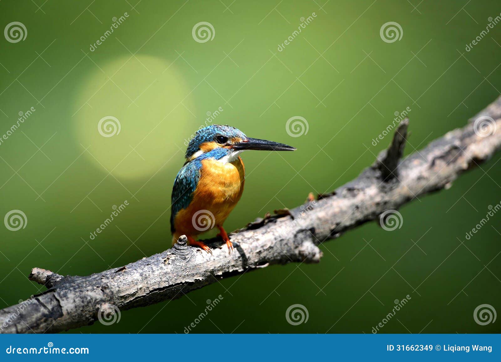 Ijsvogels stock afbeelding. Image of ijsvogels, dier - 31662349