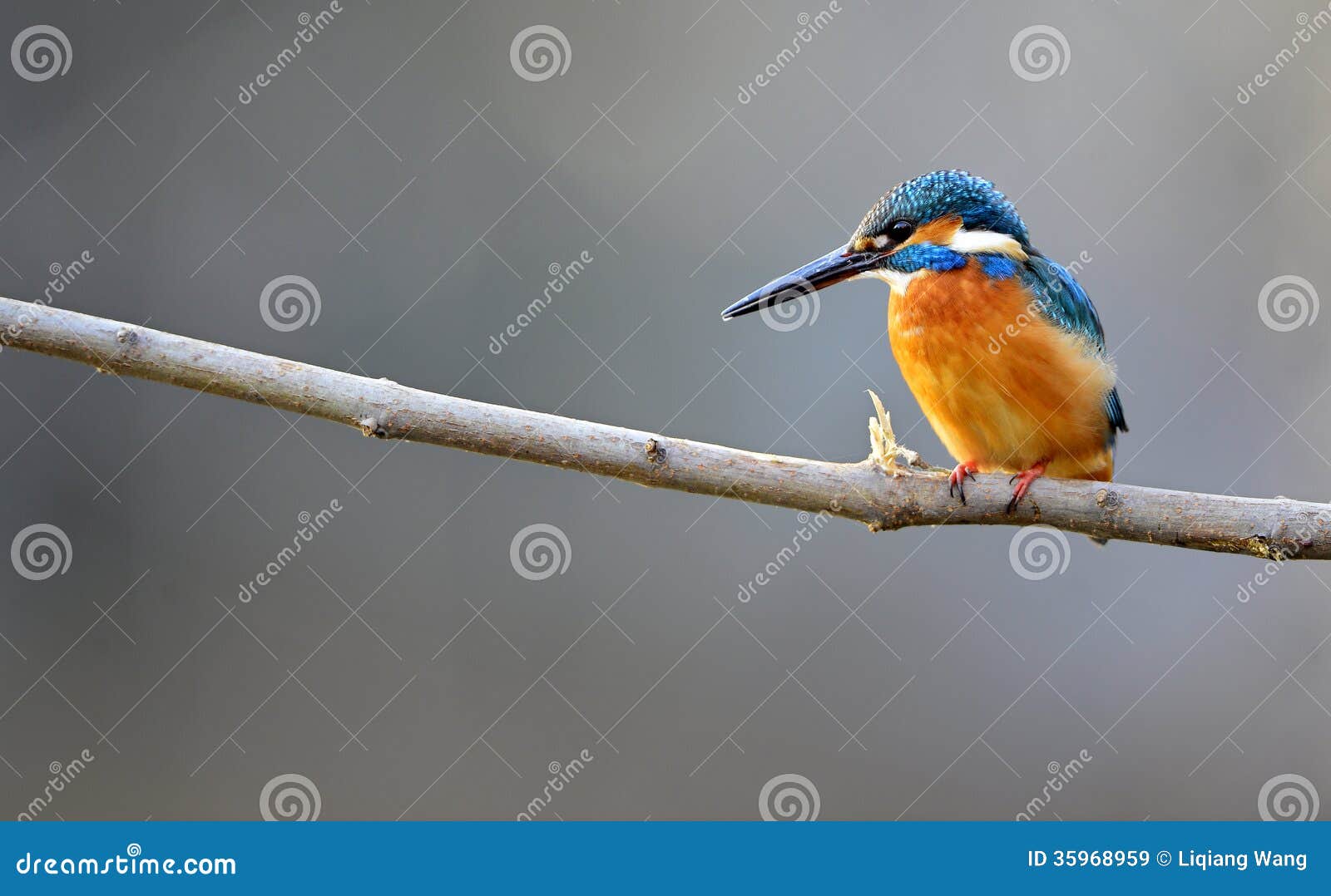 Ijsvogels stock afbeelding. Image of overleving, ijsvogels - 35968959