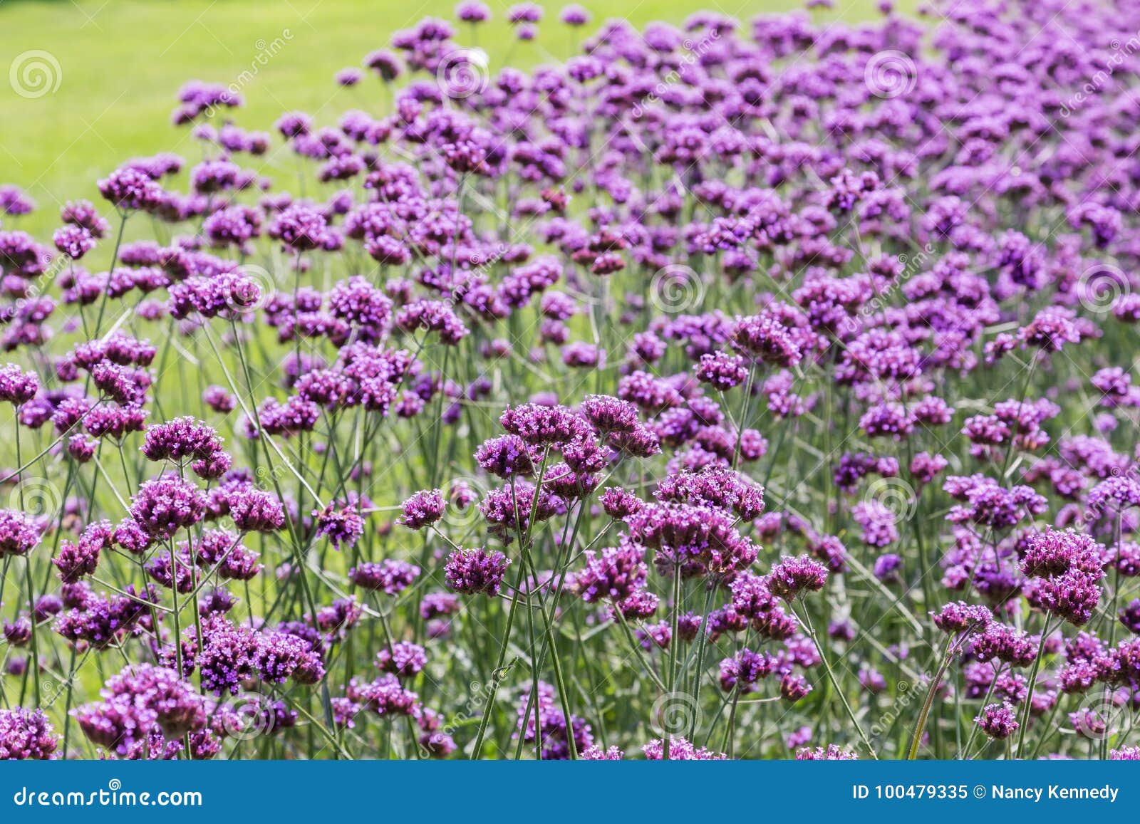 Ijzerkruid stock afbeelding. Image of beeld, tuin, groei - 100479335