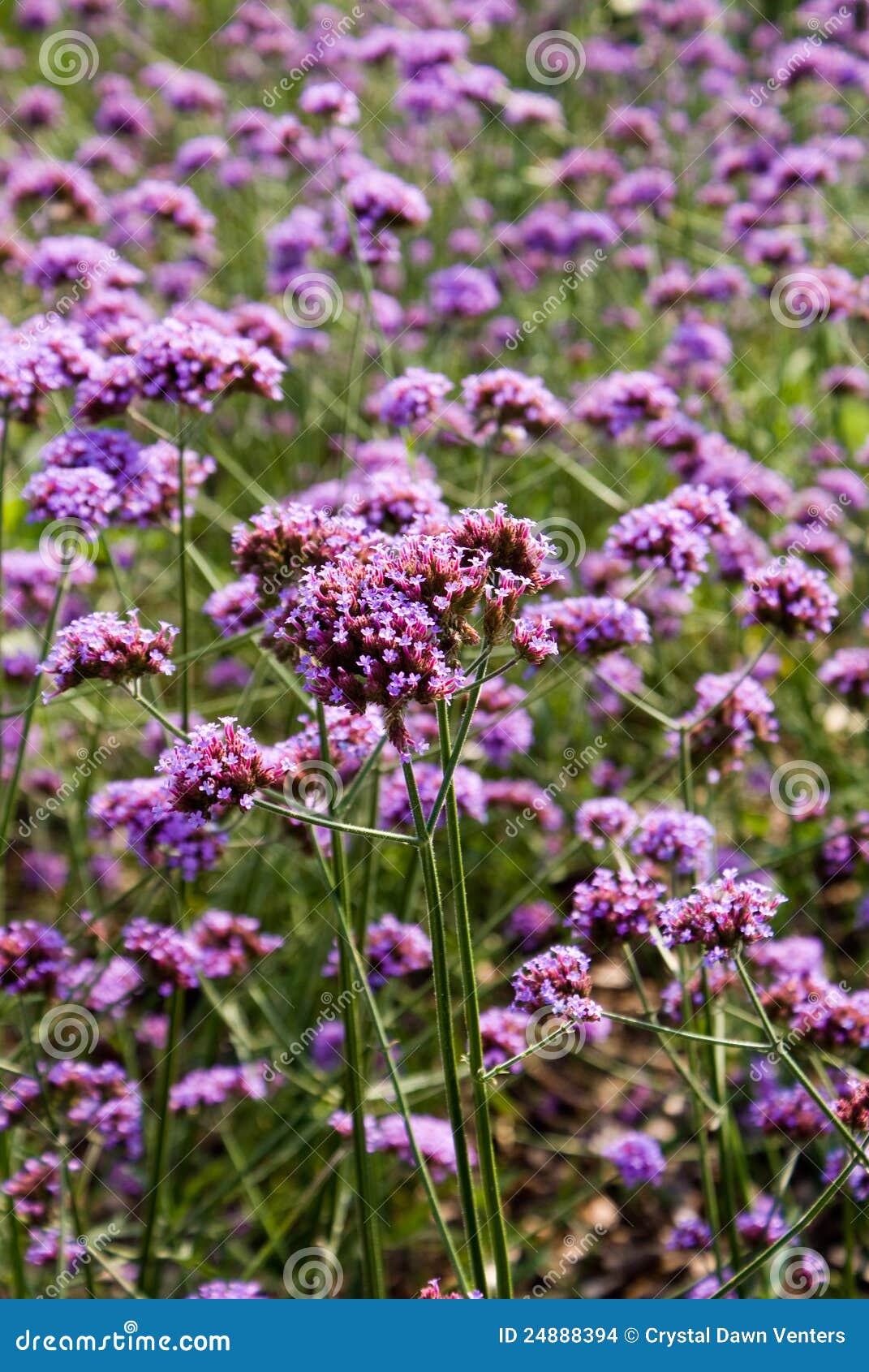 Ijzerkruid stock foto. Image of bloesems, kruiden, bloesem - 24888394