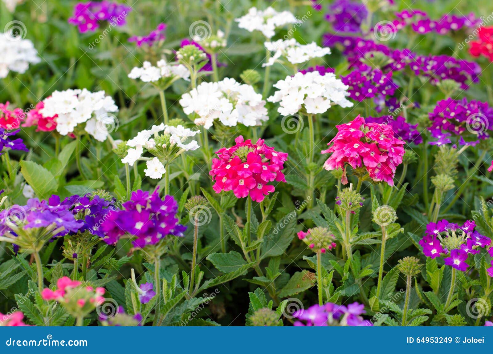 Ijzerkruid stock afbeelding. Image of decor, botanisch - 64953249