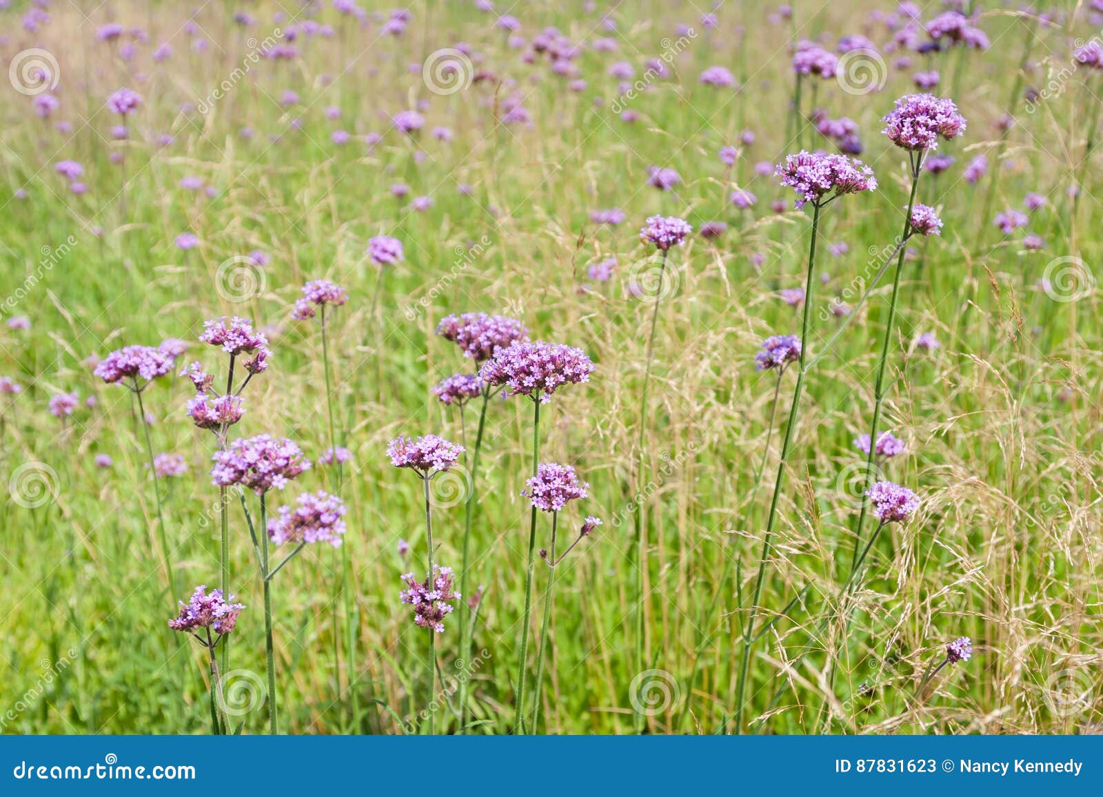 Ijzerkruid Bonariensis stock afbeelding. Image of nectar - 87831623