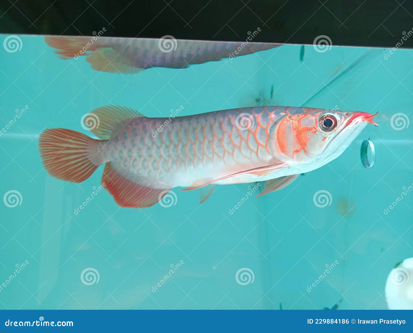 Ikan arwana super red stock photo. Image of animal, underwater - 229884186