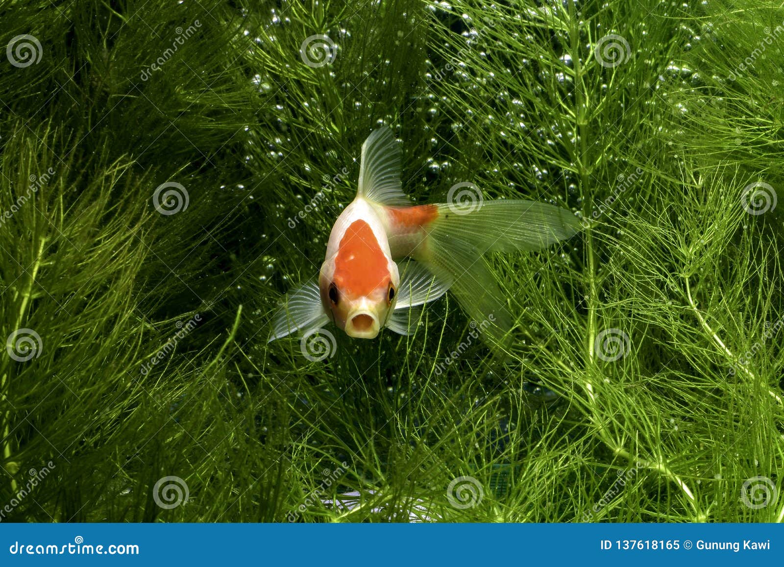 Ikan Koi Atau Secara Spesifiknya Koi Berasal Dari Bahasa Jepang Yang ... Ikan Koi Atau Secara Spesifiknya Koi Berasal Dari Bahasa Jepang Yang ...