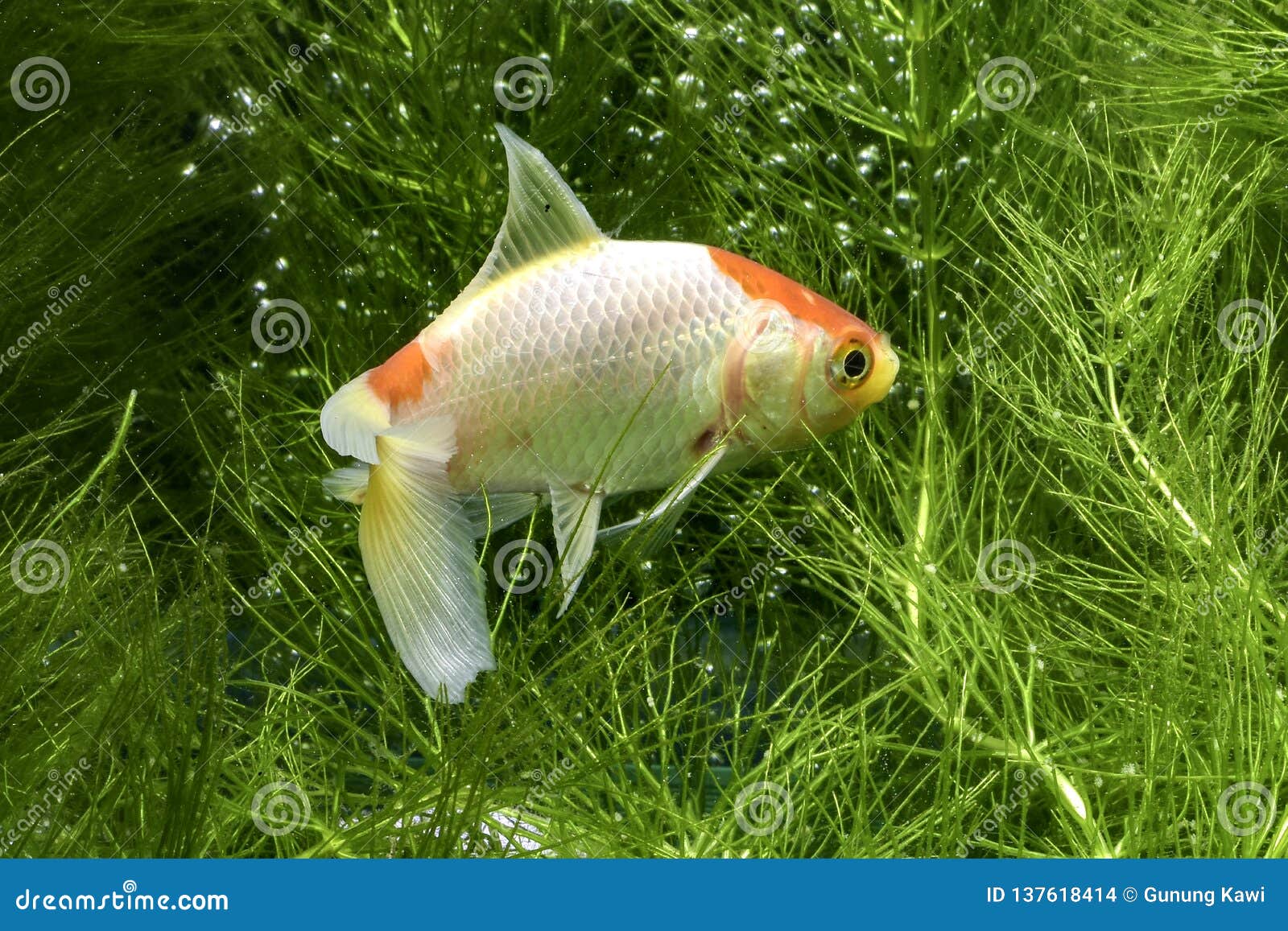 Ikan Koi Atau Secara Spesifiknya Koi Berasal Dari Bahasa Jepang Yang ... Ikan Koi Atau Secara Spesifiknya Koi Berasal Dari Bahasa Jepang Yang ...