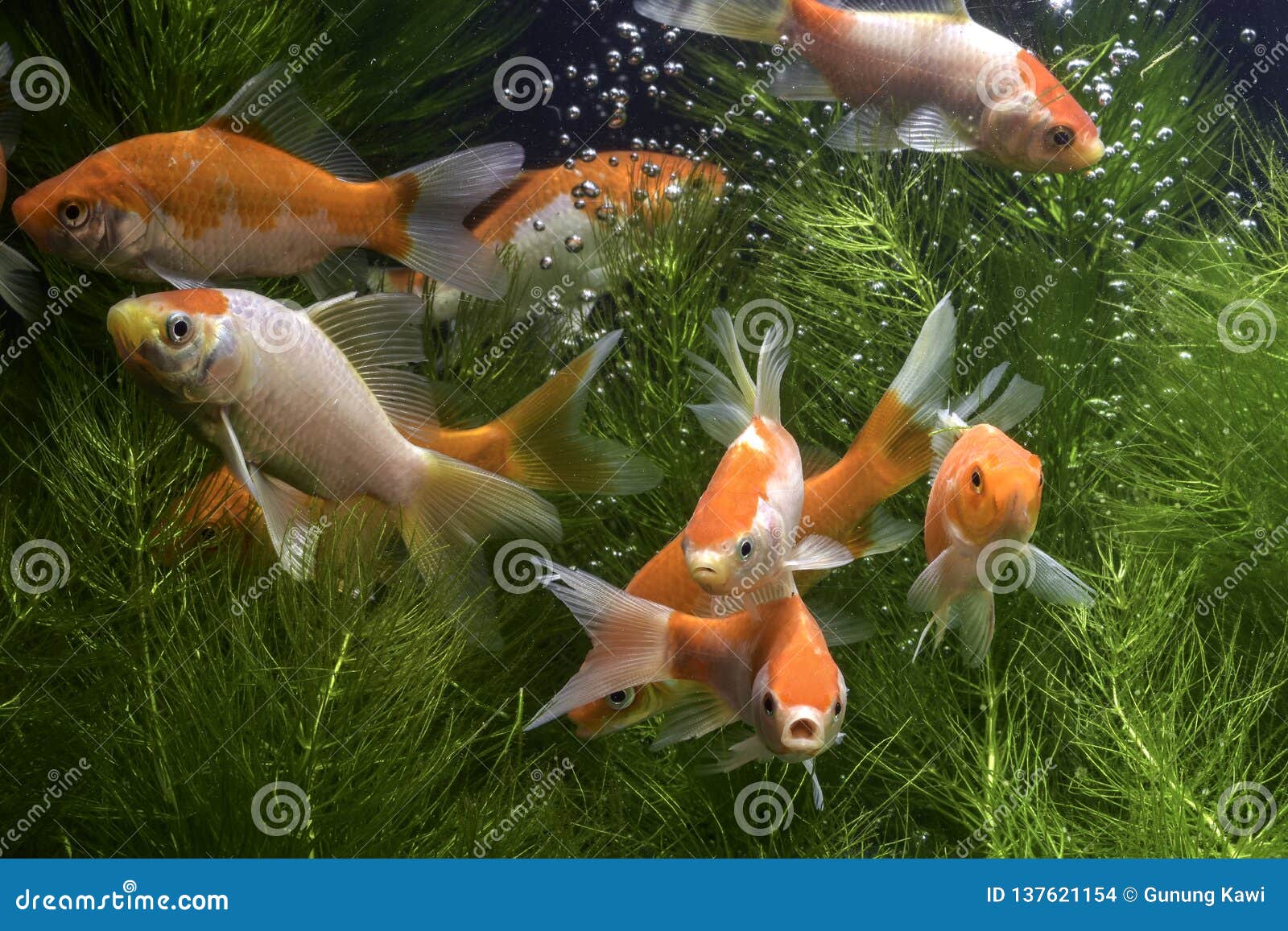 Ikan Koi Atau Secara Spesifiknya Koi Berasal Dari Bahasa Jepang Yang ... Ikan Koi Atau Secara Spesifiknya Koi Berasal Dari Bahasa Jepang Yang ...