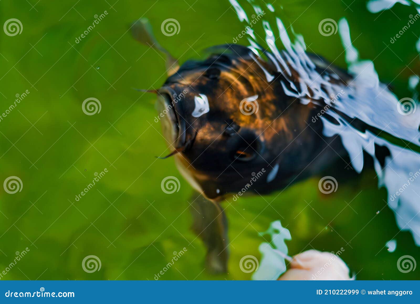 Ikan koi cute stock image. Image of yellow, frog, food - 210222999