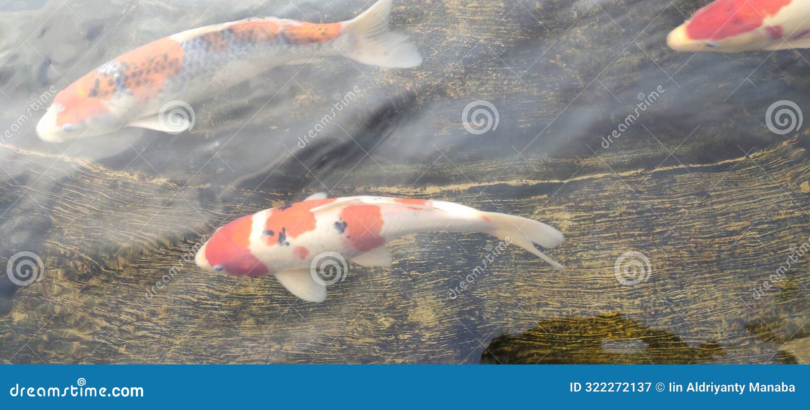 Ikan Koi or Koi Fish Living in Pond Ecosystem Stock Image - Image of ...