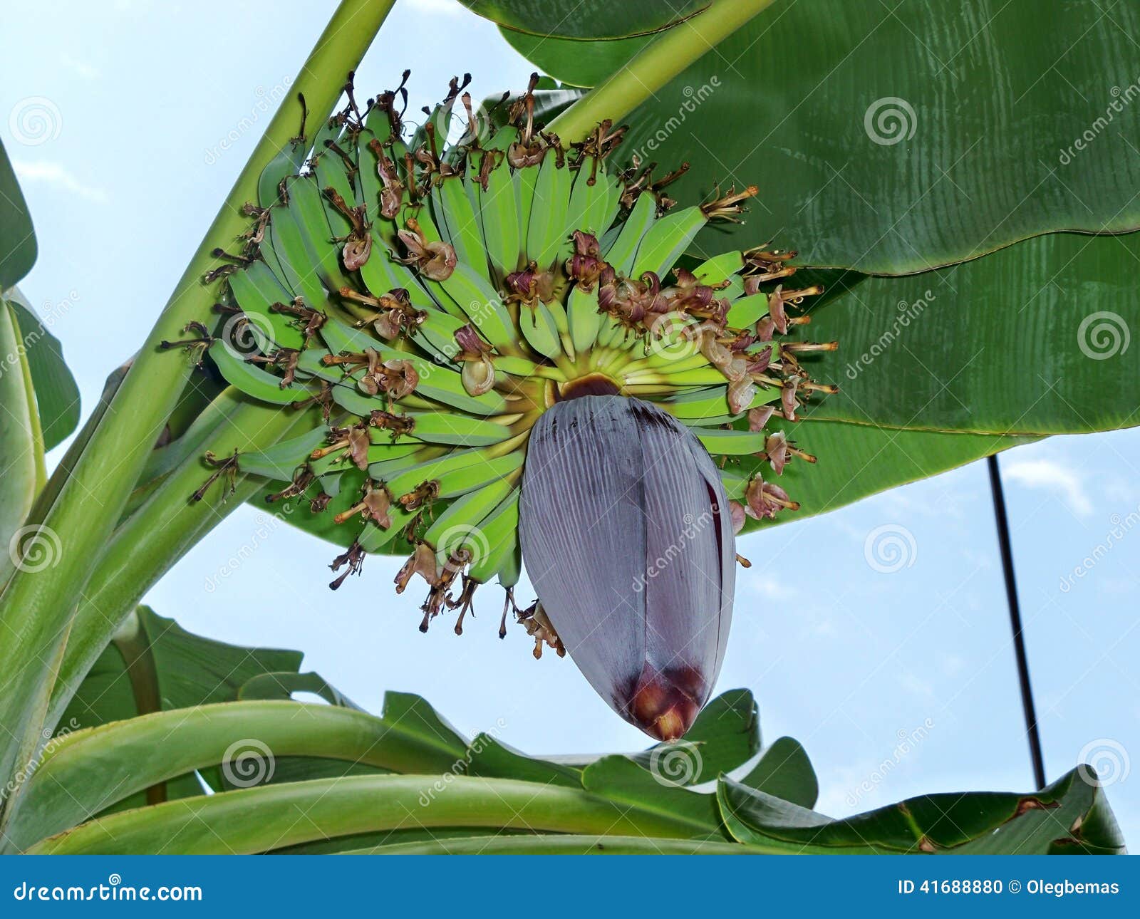 Il Banano Con Un Fiore Ed I Frutti Fotografia Stock - Immagine di ...