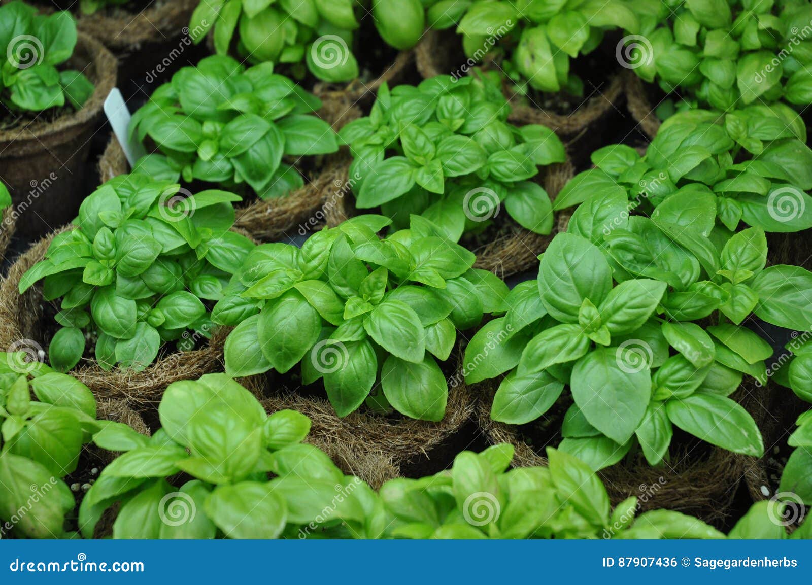 Il Basilico Pianta L'ocimum Basilicum in Una Serra Fotografia Stock ...