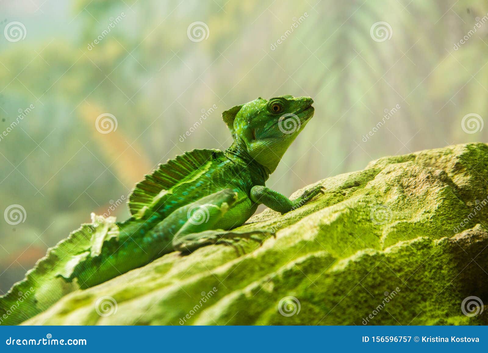 Il Basilisco Affumicato Nel Suo Habitat Immagine Stock - Immagine di ...