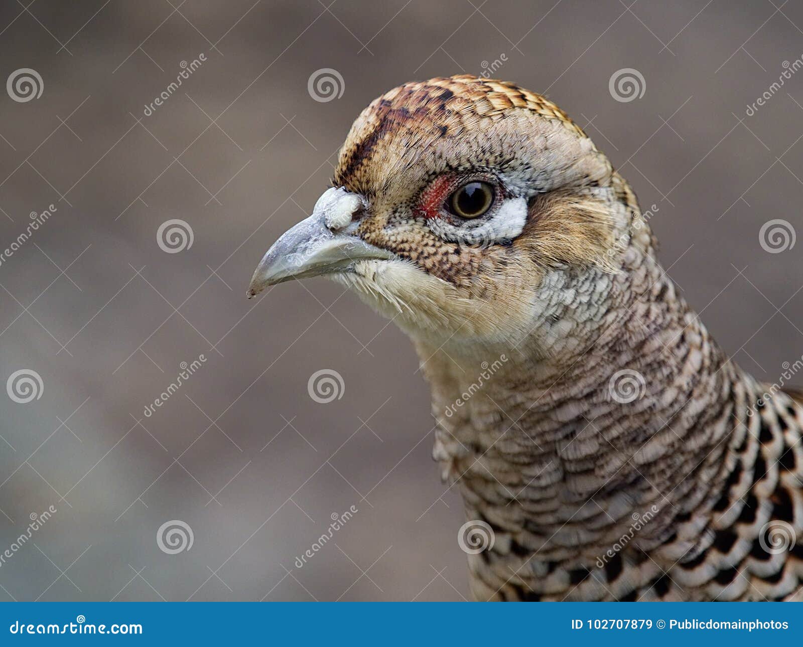 Il Becco, Galliformes, Uccello, Si Chiude Su Immagine. Immagine: 102707879