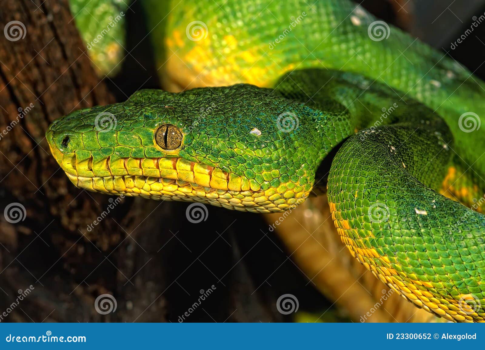 Il boa del serpente fotografia stock. Immagine di occhi - 23300652