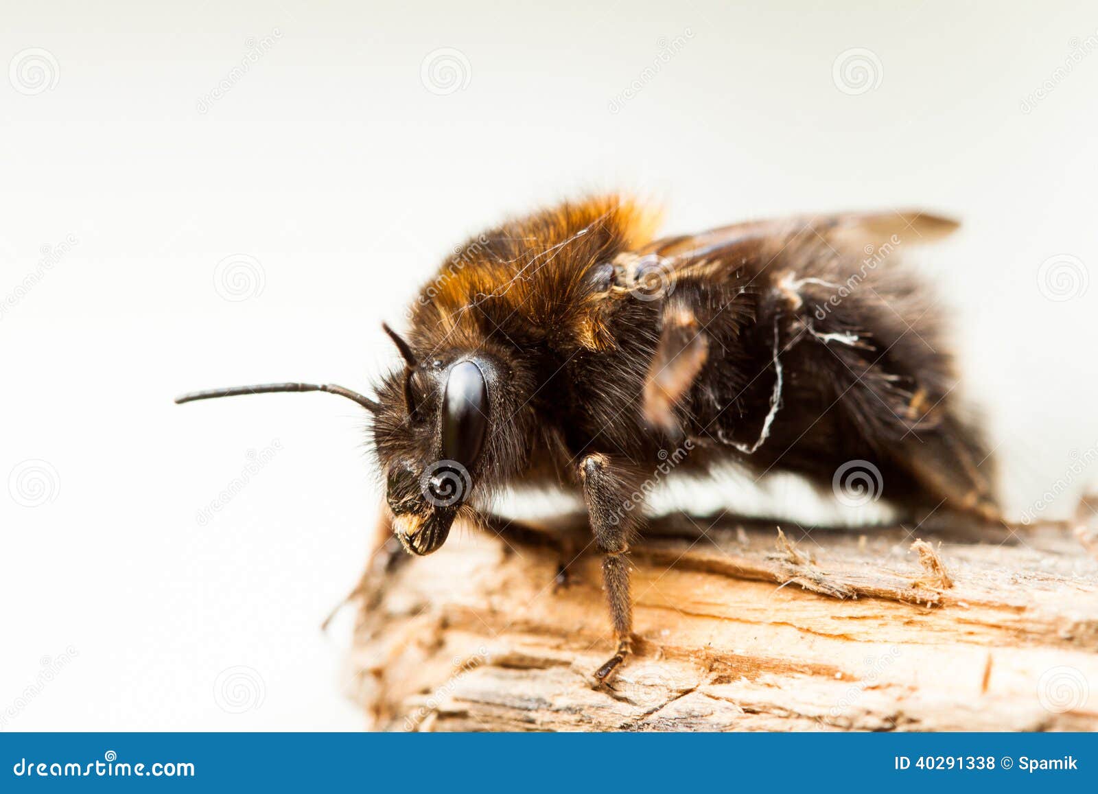 Il bombo fotografia stock. Immagine di piccolo, marrone - 40291338
