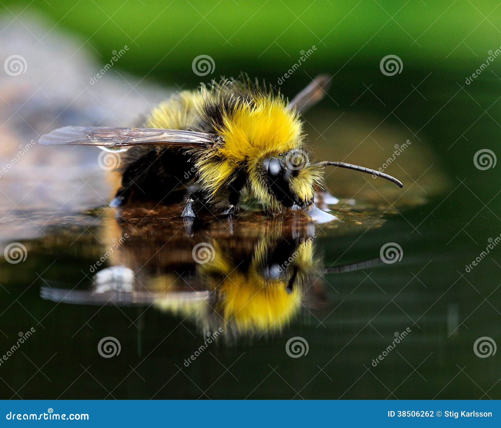 Il Bombo Del Bagnante (pratorum Del Bombus) 11 Fotografia Stock ...