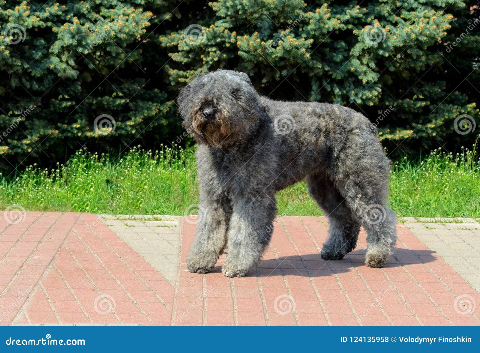 Il Bovaro Delle Fiandre Guarda Da Parte Fotografia Stock - Immagine di ...