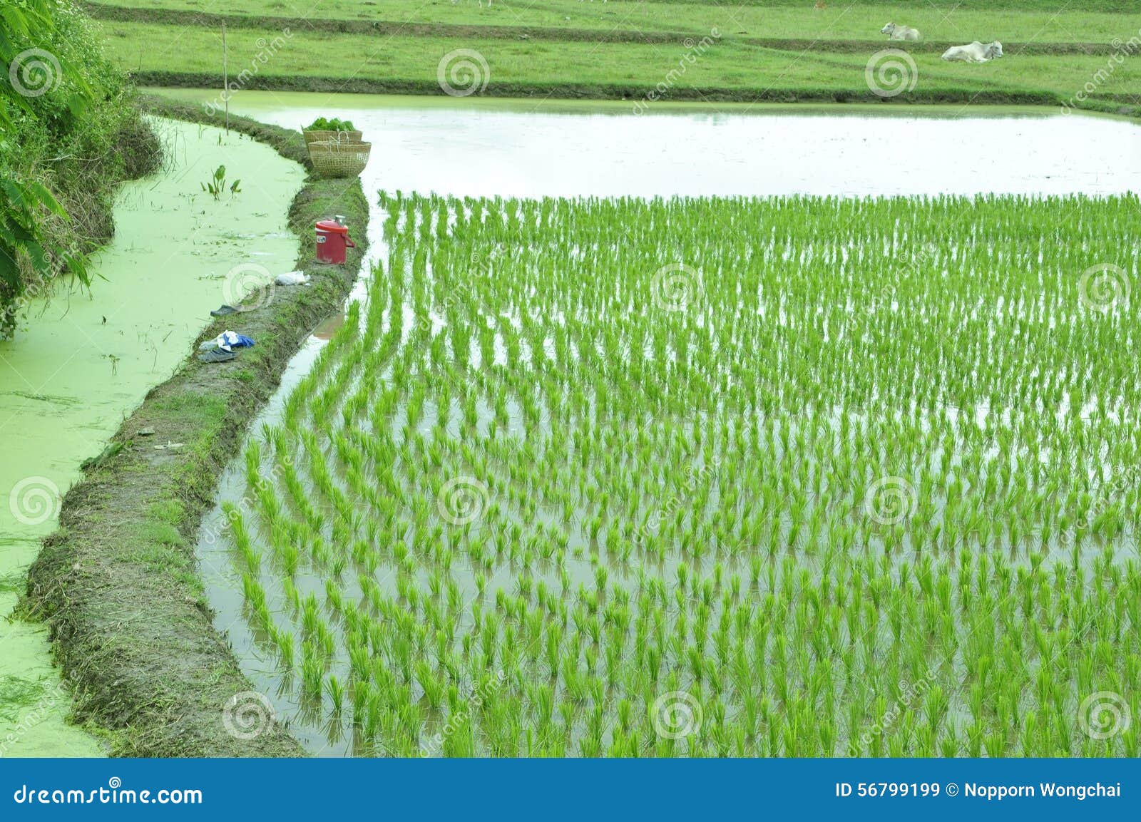 Il campo del riso immagine stock editoriale. Immagine di gruppo - 56799199
