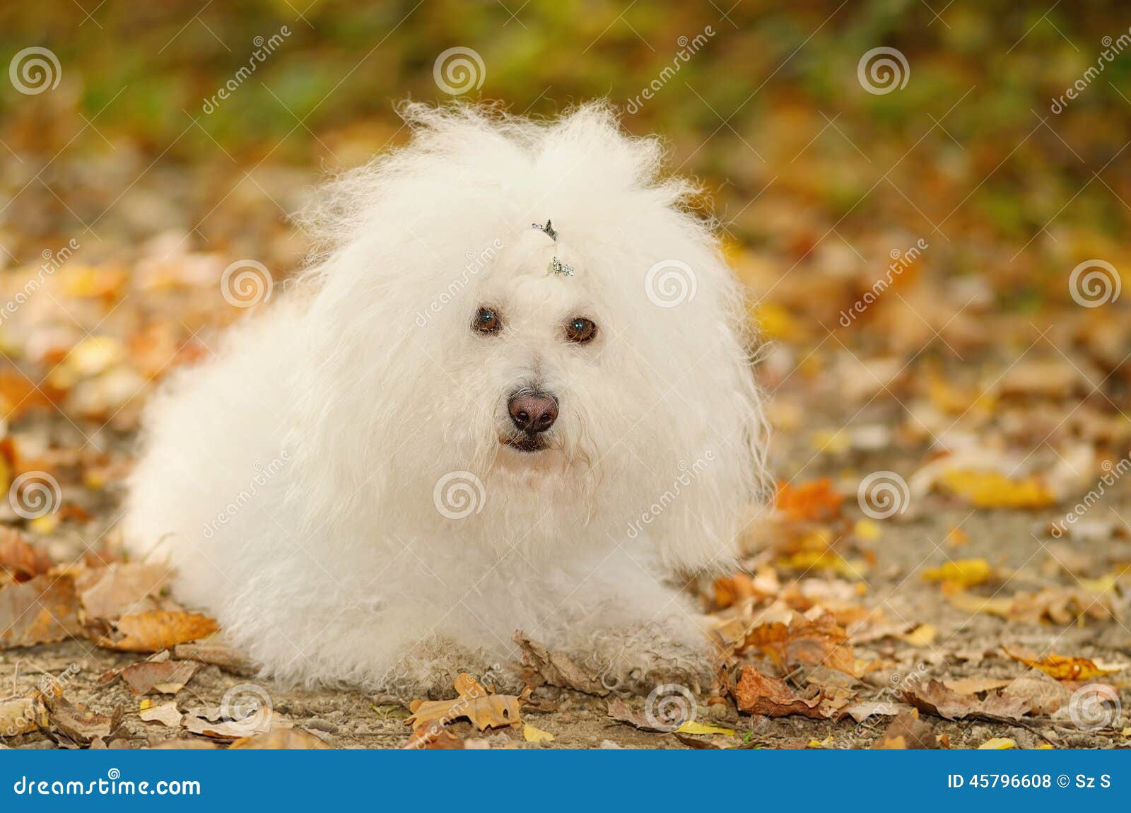 Il Cane Bolognese Di Bichon Si Rilassa in Parco Fotografia Stock ...