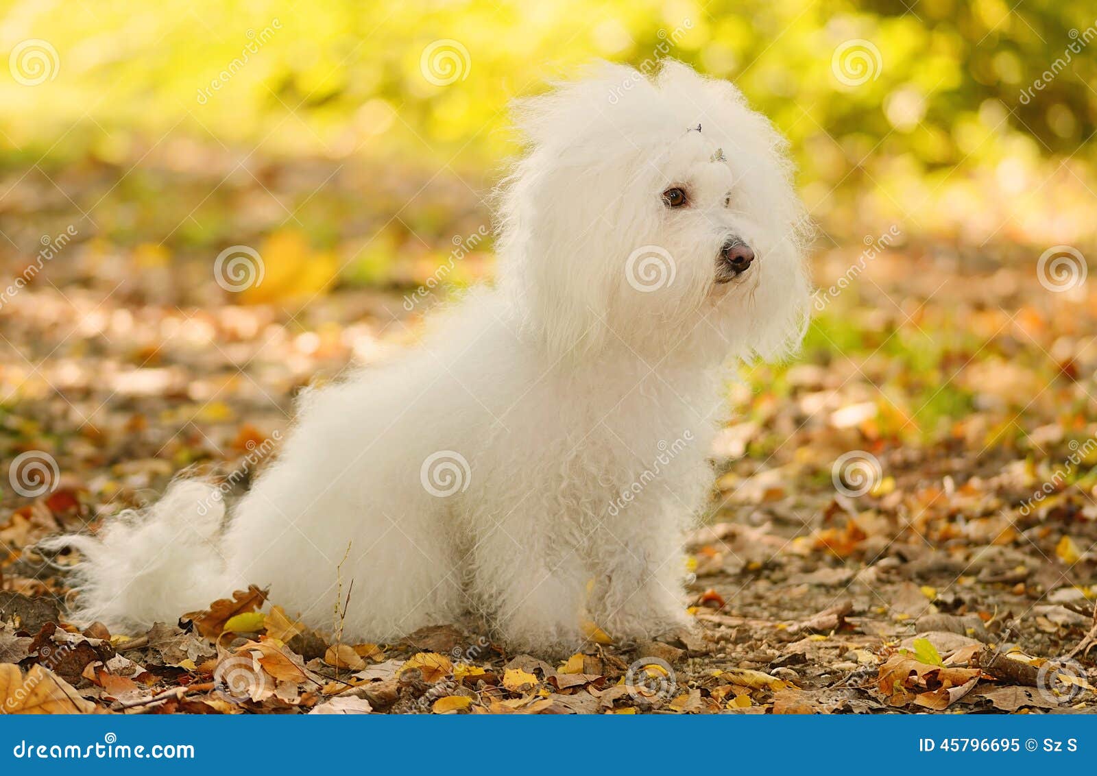 Il Cane Bolognese Di Bichon Si Rilassa in Parco Immagine Stock ...