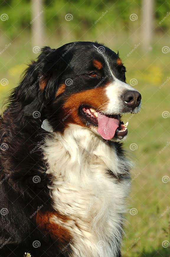 Il cane del berner sennen fotografia stock. Immagine di obbediente ...