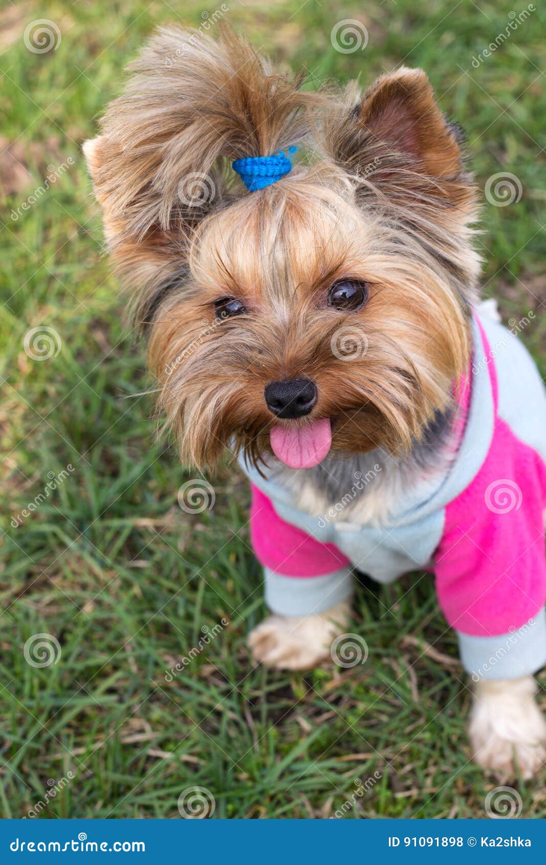 Il Cane Dell'Yorkshire Terrier Che Si Siede Sull'erba Fotografia Stock ...