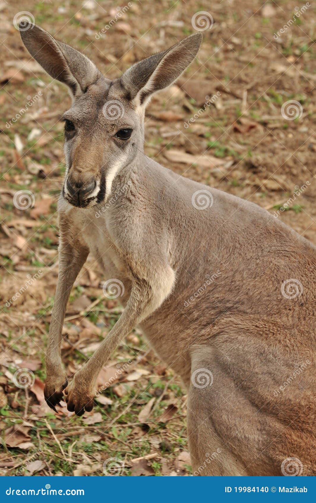 Il Canguro Grigio Occidentale Fotografia Stock - Immagine di grigio ...