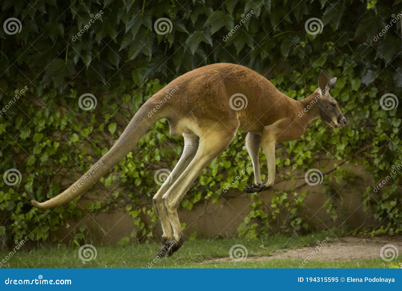 Il Canguro Rosso Macropus Rufus. Immagine Stock - Immagine di fauna ...