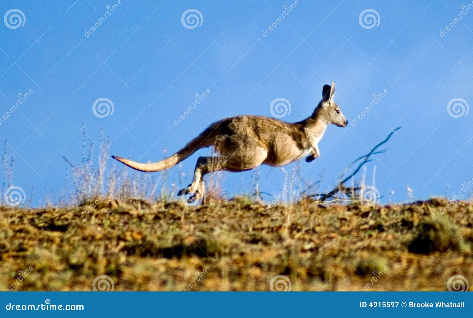 Il canguro salta immagine stock. Immagine di animale, vista - 4915597