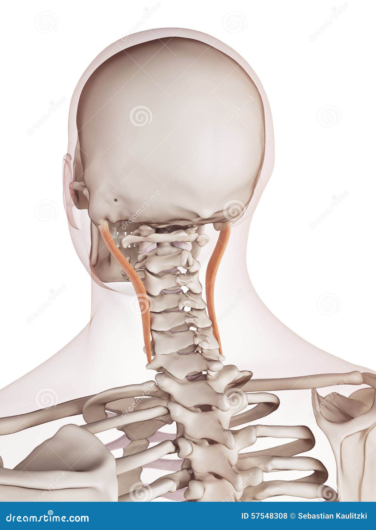 Il capitis longissimus illustrazione di stock. Illustrazione di medico ...