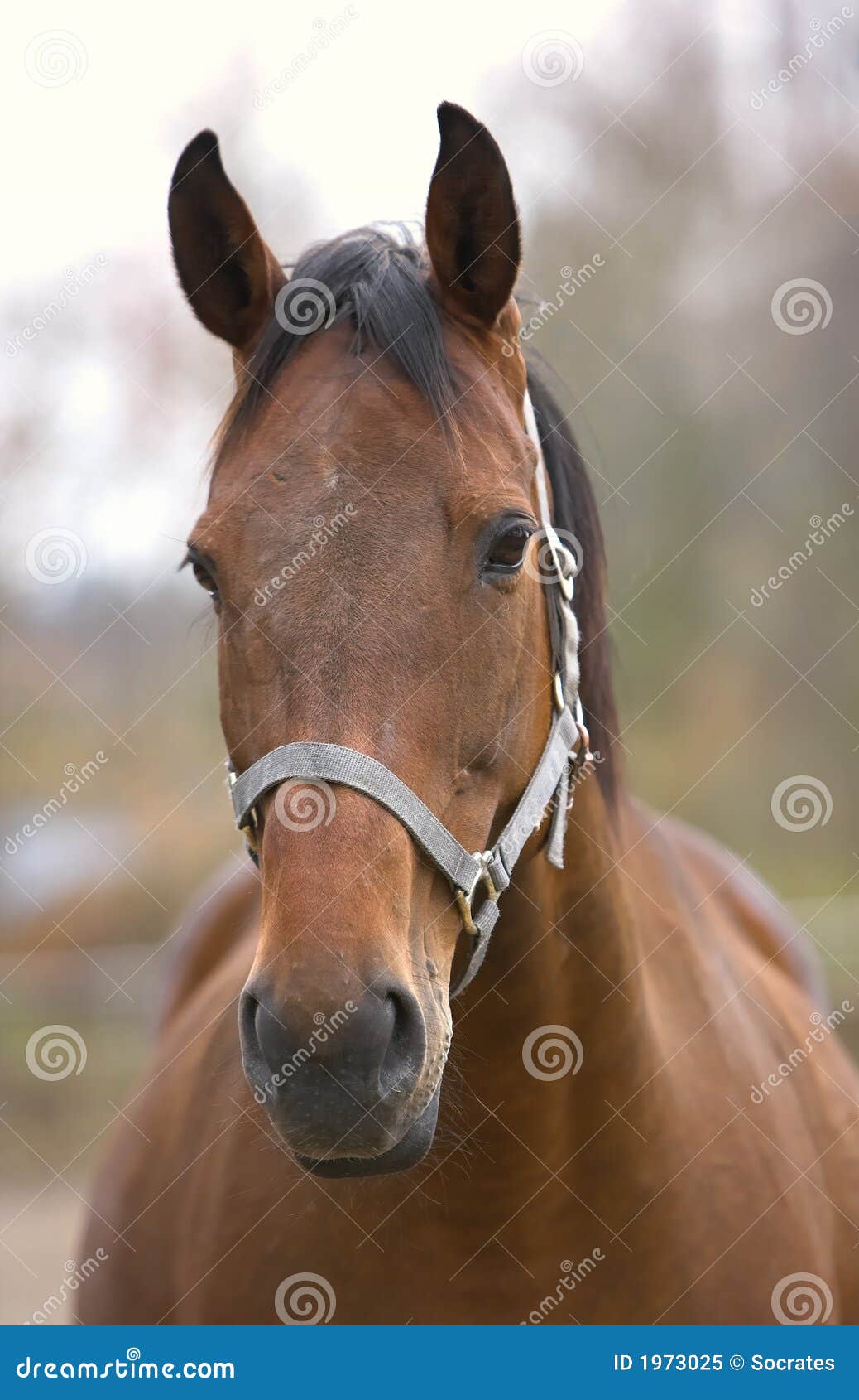 Il cavallo immagine stock. Immagine di museruola, naso - 1973025
