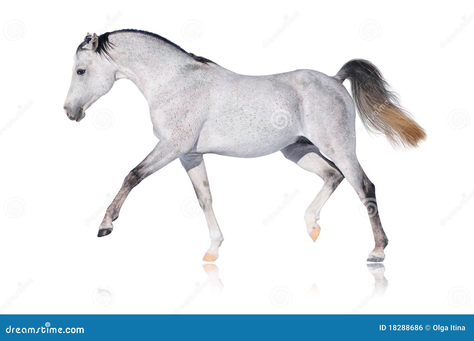 Il Cavallo Arabo Grigio Ha Isolato Fotografia Stock - Immagine di ...