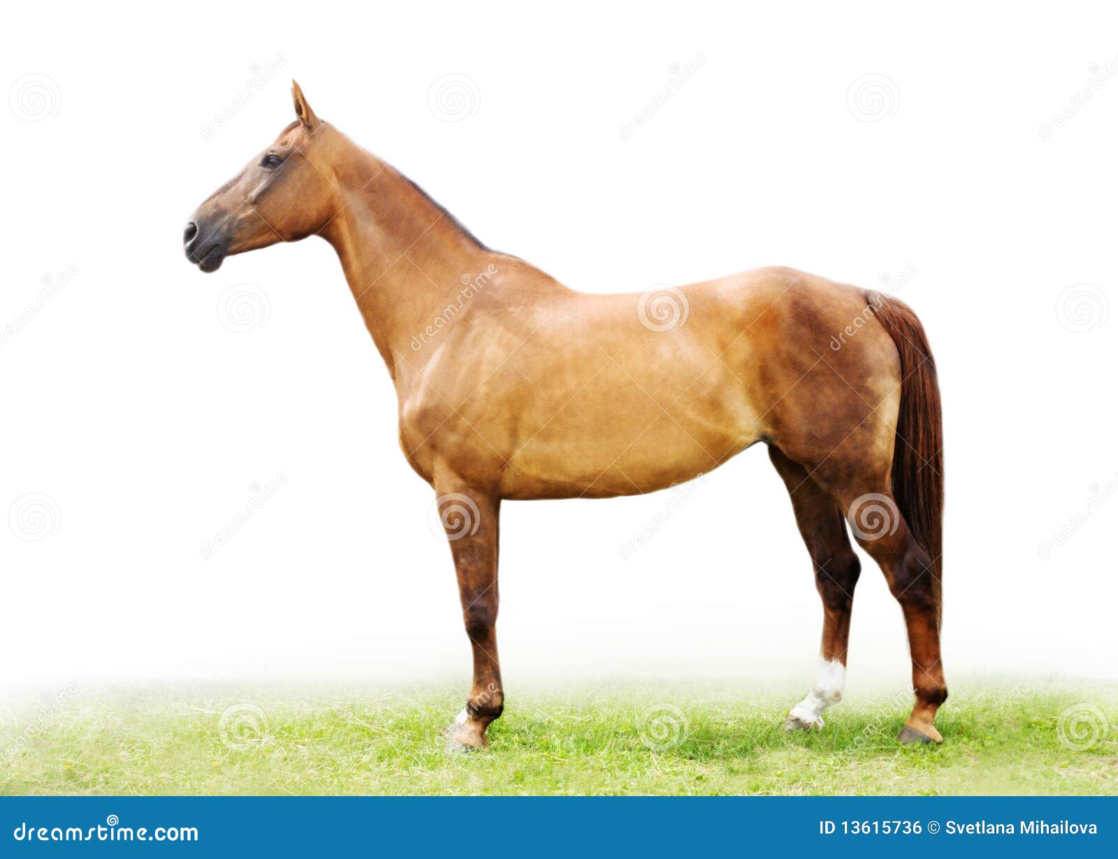Il cavallo red-haired fotografia stock. Immagine di pieno - 13615736