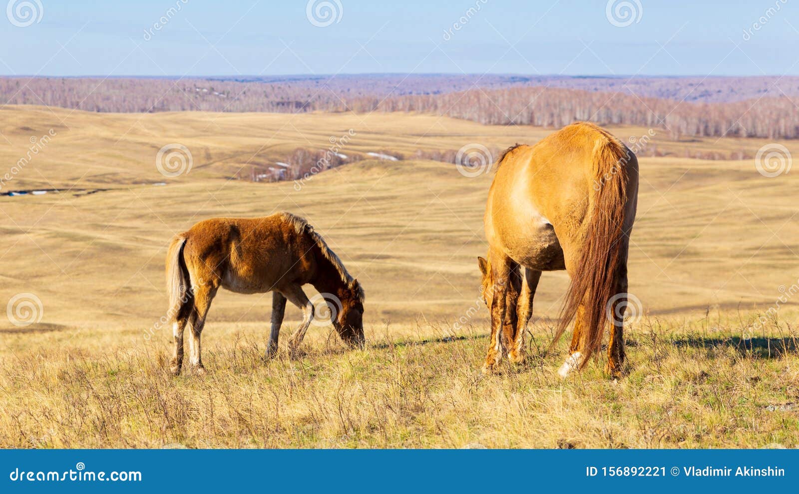 Il Cavallo Rosso E Il Foal Pascolano Sulla Collina Immagine Stock ... Il Cavallo Rosso E Il Foal Pascolano Sulla Collina Immagine Stock ...