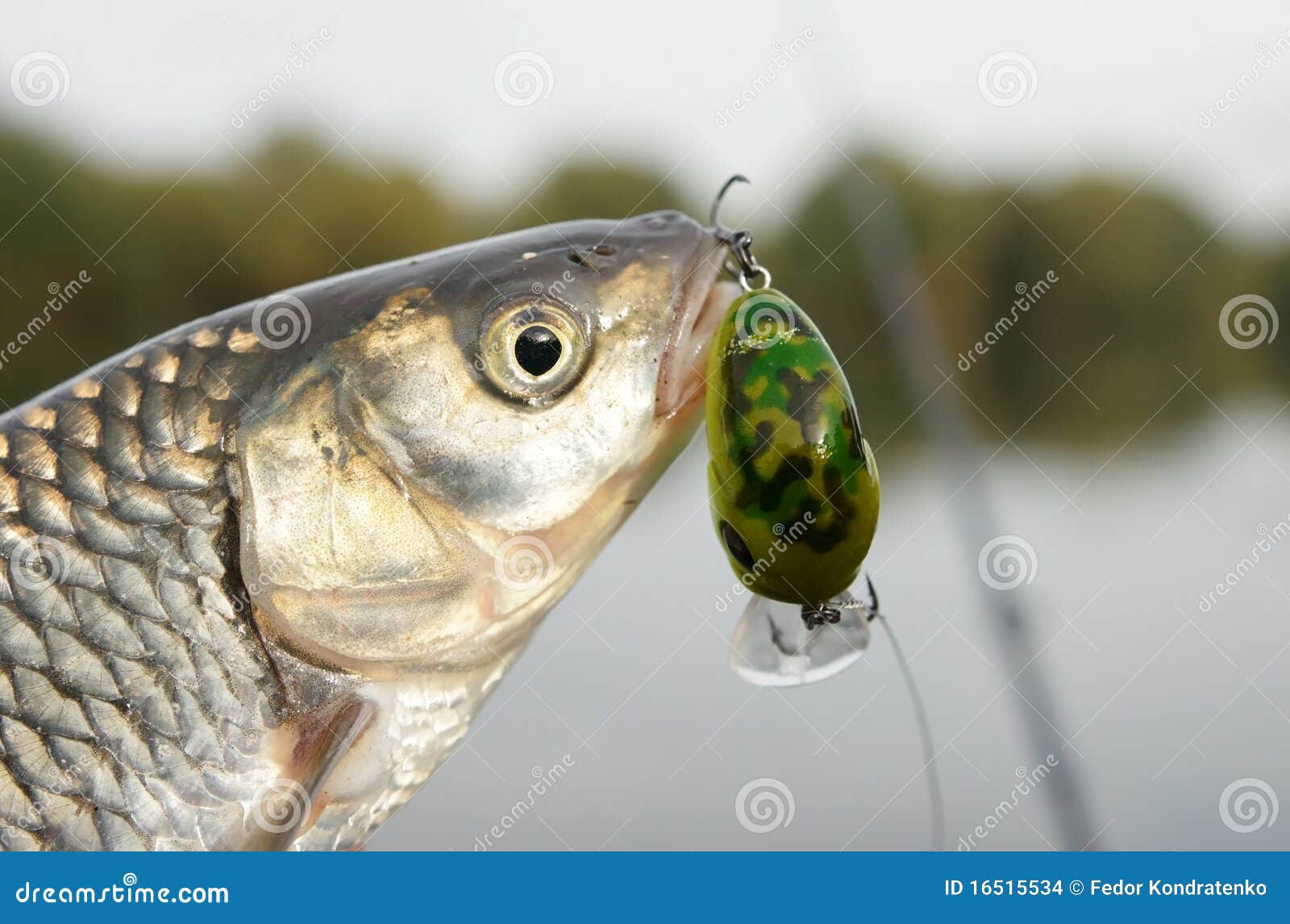 Il Cavedano Ha Attaccato Ad Un Hardbait Verde Fotografia Stock ...