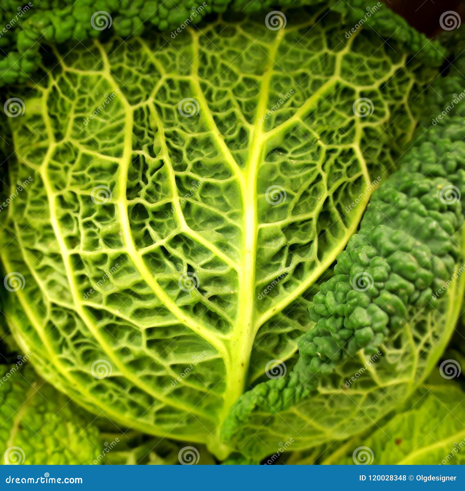 Il Cavolo Lascia La Struttura Fotografia Stock - Immagine di verde ...