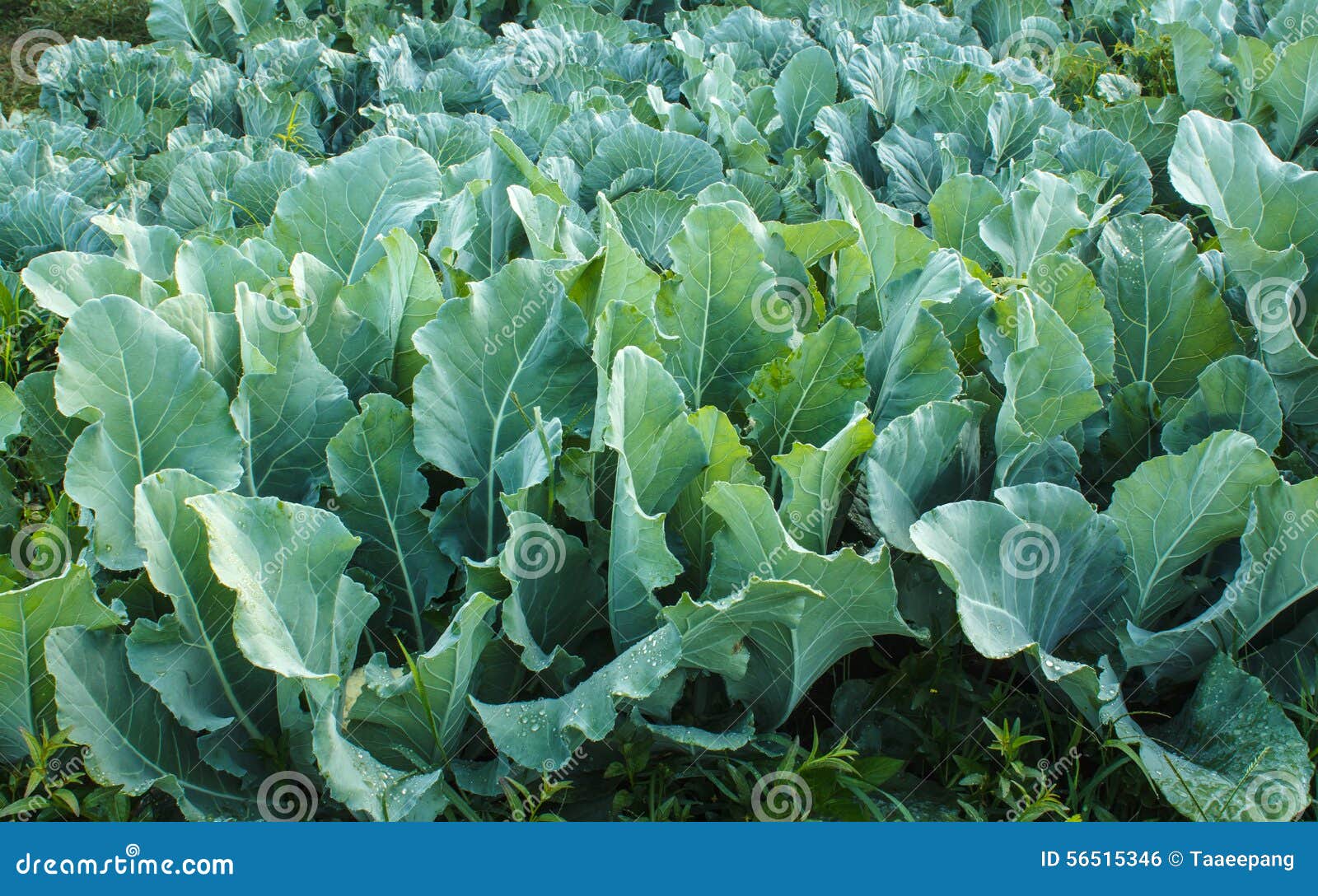 Il cavolo pianta il verde fotografia stock. Immagine di fogliame - 56515346